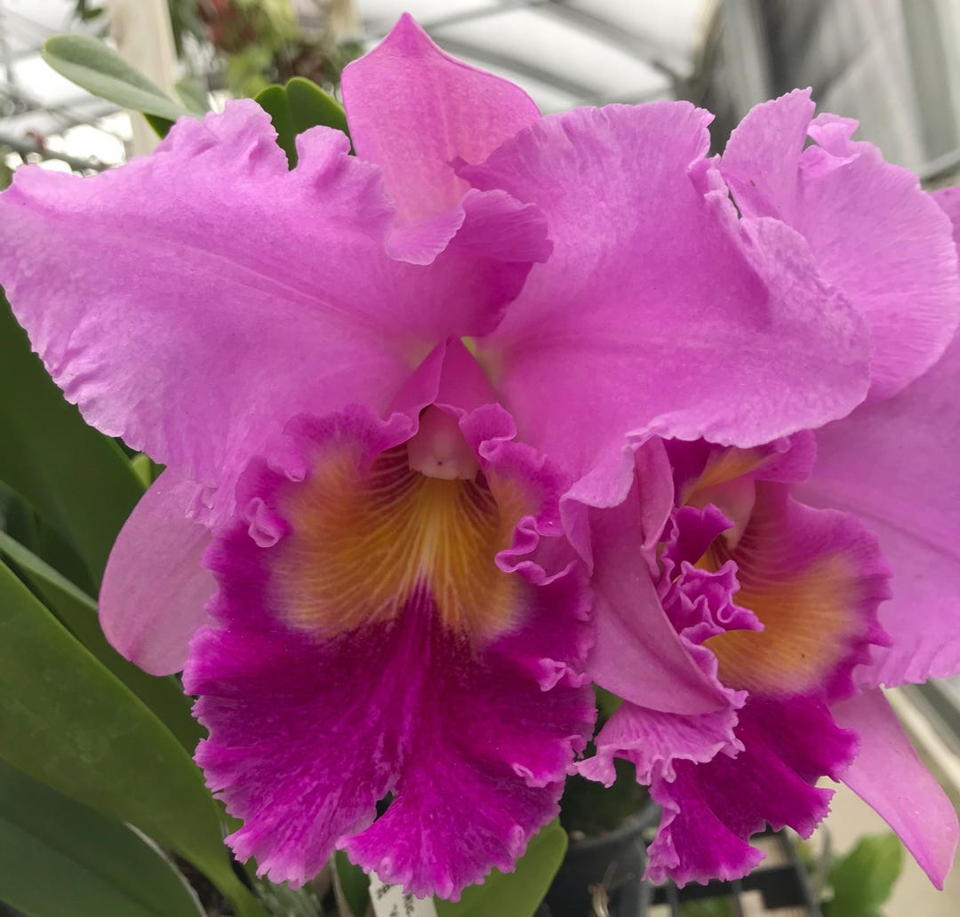 Rlc. Volcano Empress - Etsy