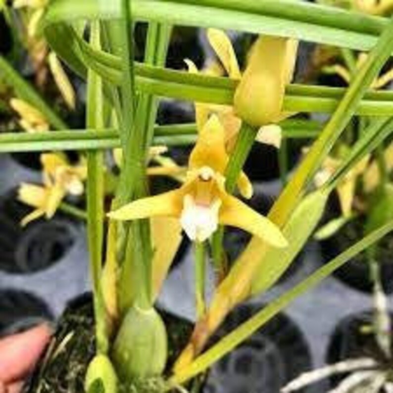 Maxillaria Tenuifolia Yamada yellow Coconut Orchid - Etsy
