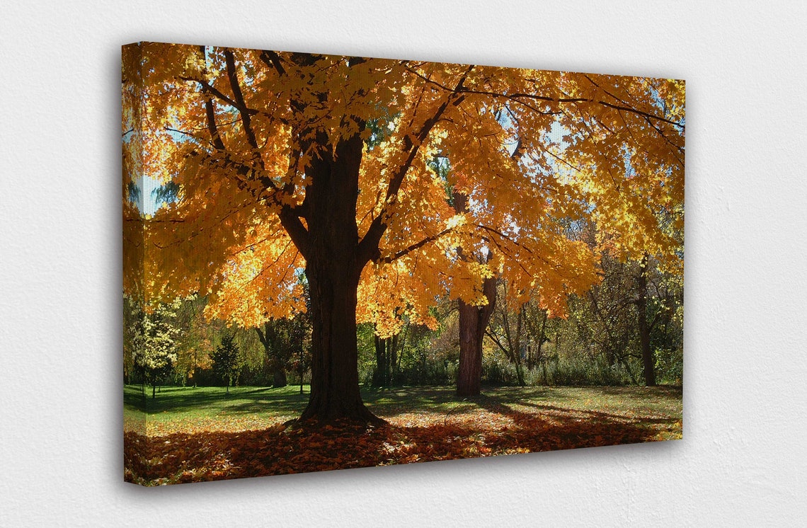Nature Trees W Fall Leaves in Autumn Canvas Wall Art | Etsy