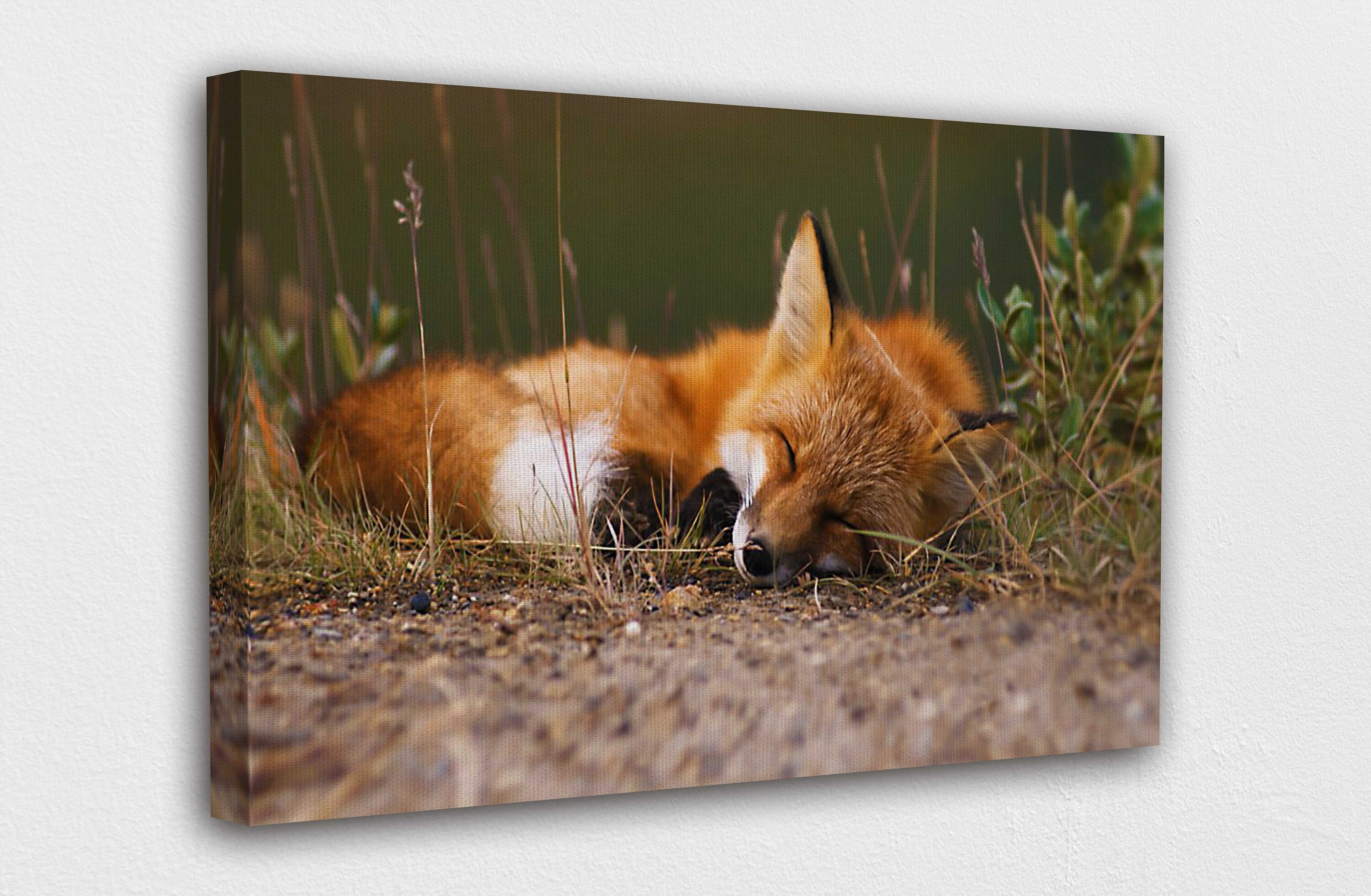 Sleeping Fox Canvas Wall Art Design poster Print Decor for - Etsy