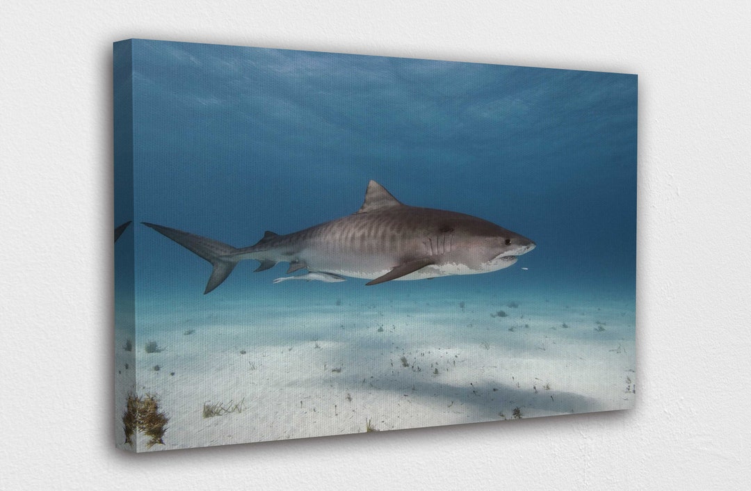 Underwater World Shark in the Sea Canvas Wall Art Design | Poster Print ...