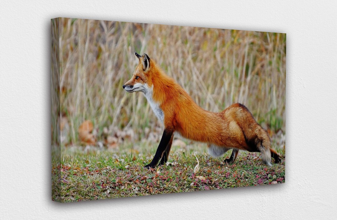 Cute Red Fox Canvas Wall Art Design Poster Print Decor for - Etsy