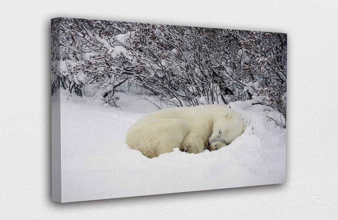 Polar Bear Sleeping in Winter Snow Canvas Design | Poster Print Decor ...