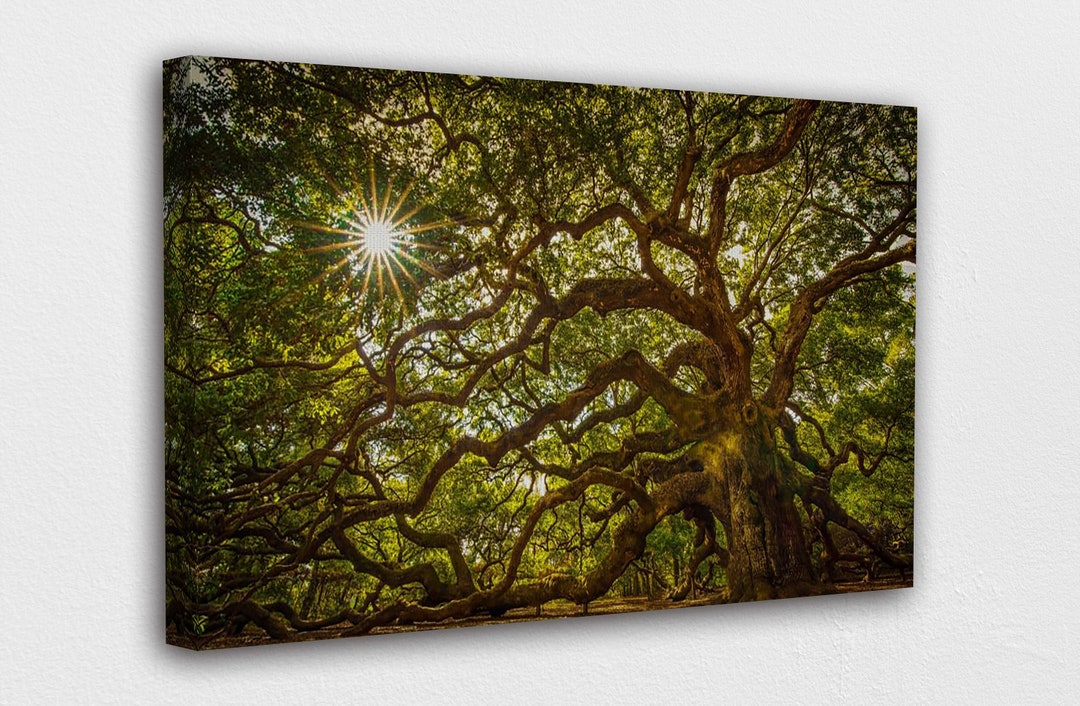 Old Oak Tree W Sunlight Canvas Wall Art Design | Poster Print Decor for ...