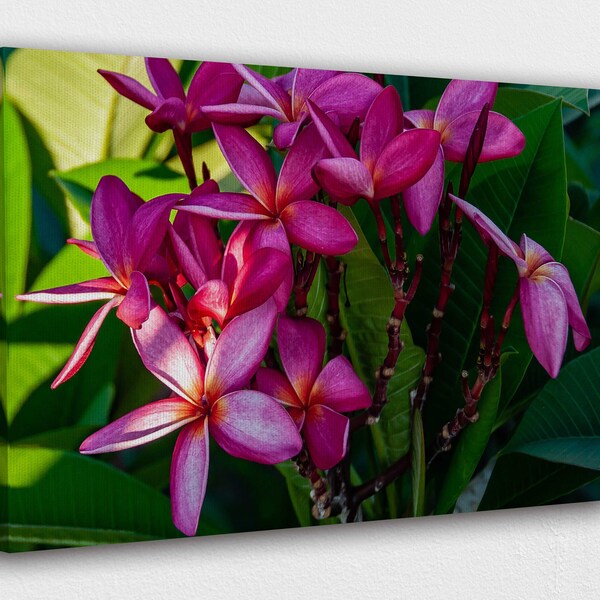 Rubra Plumeria - Etsy