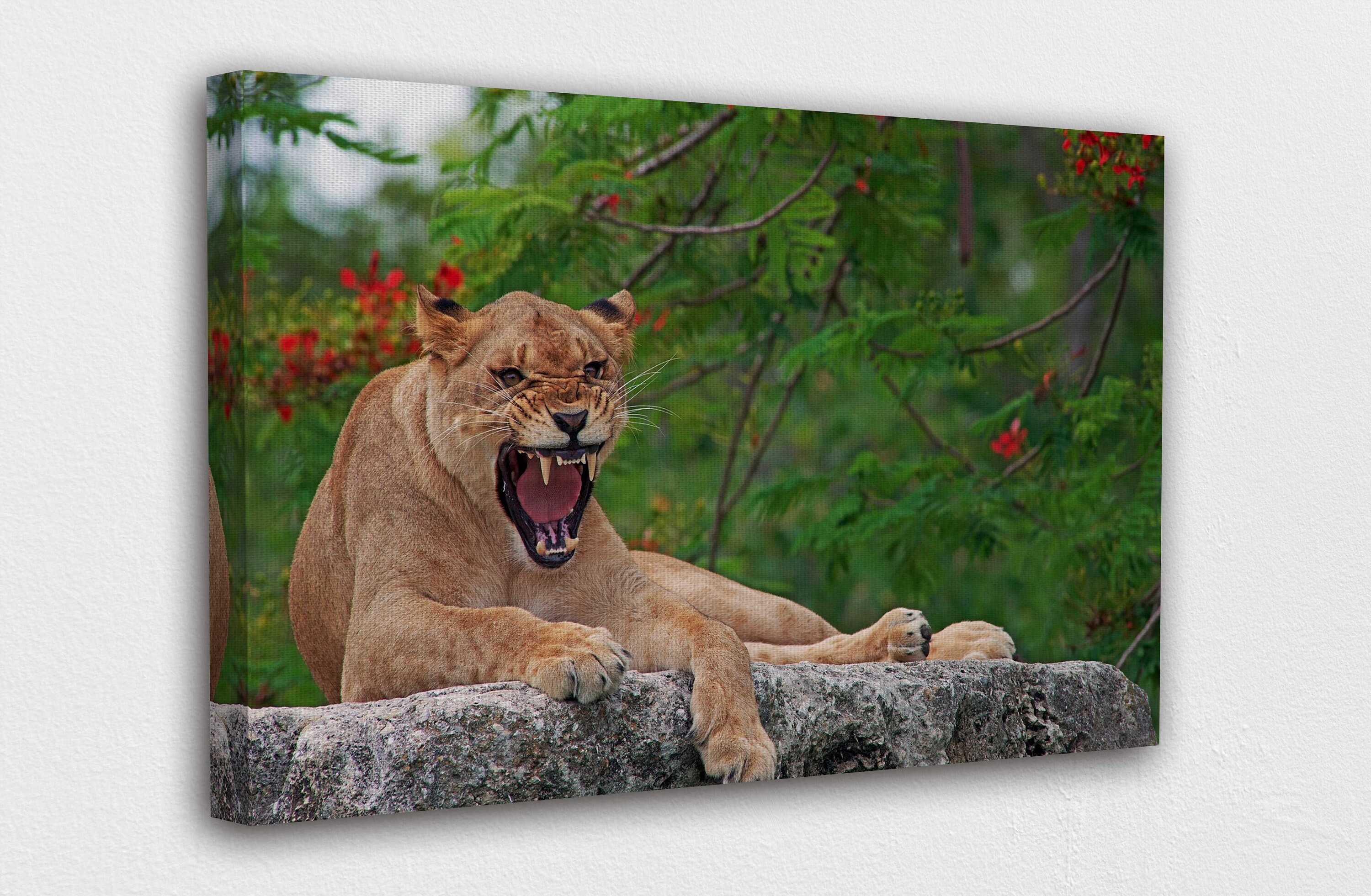 Angry Puma on a Rock Canvas Wall Art Design Poster Print - Etsy