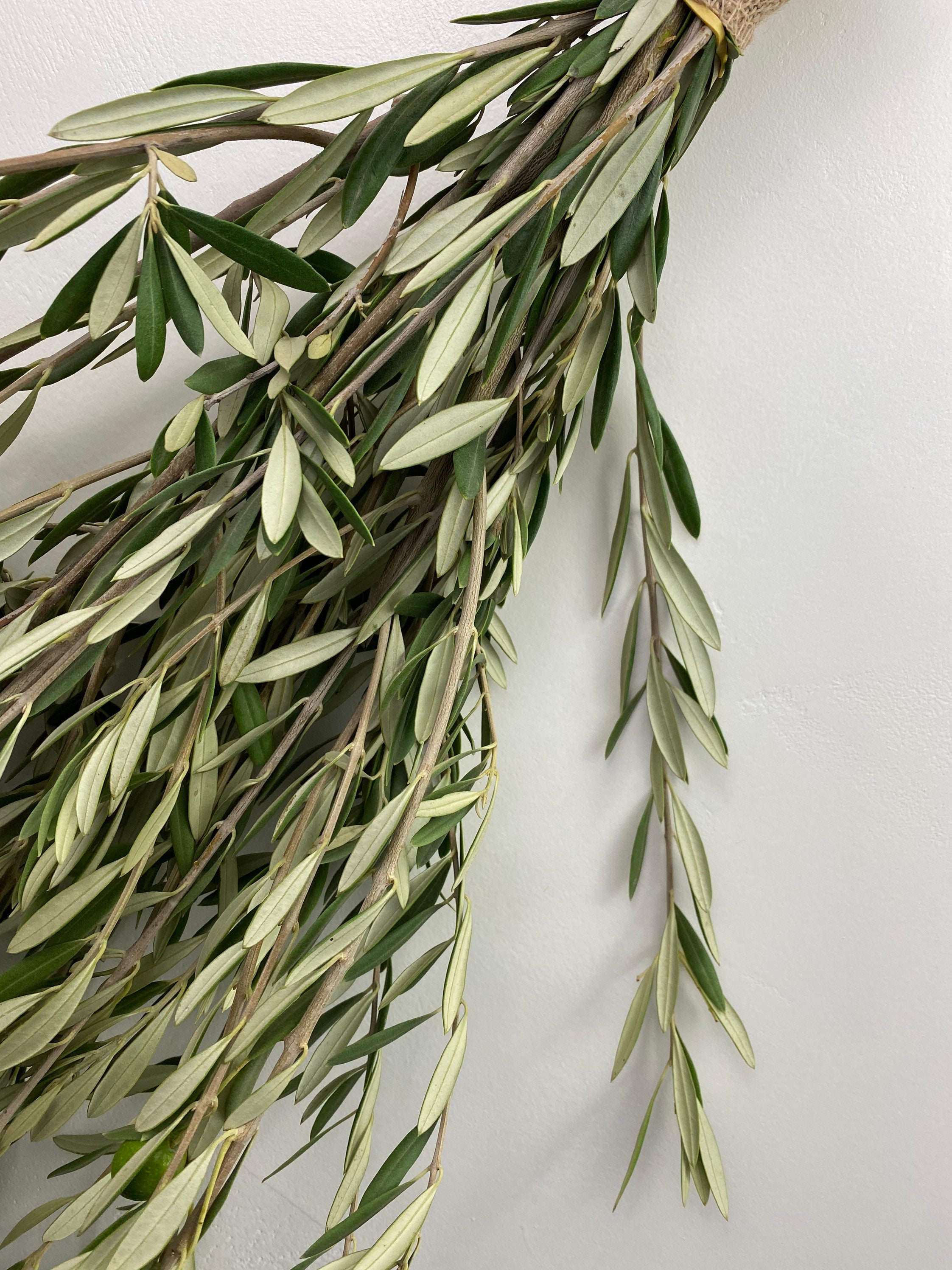 FRESH Olive Branches, Olive Tree Bundle — Home Decor | Aromatic | DIY ...