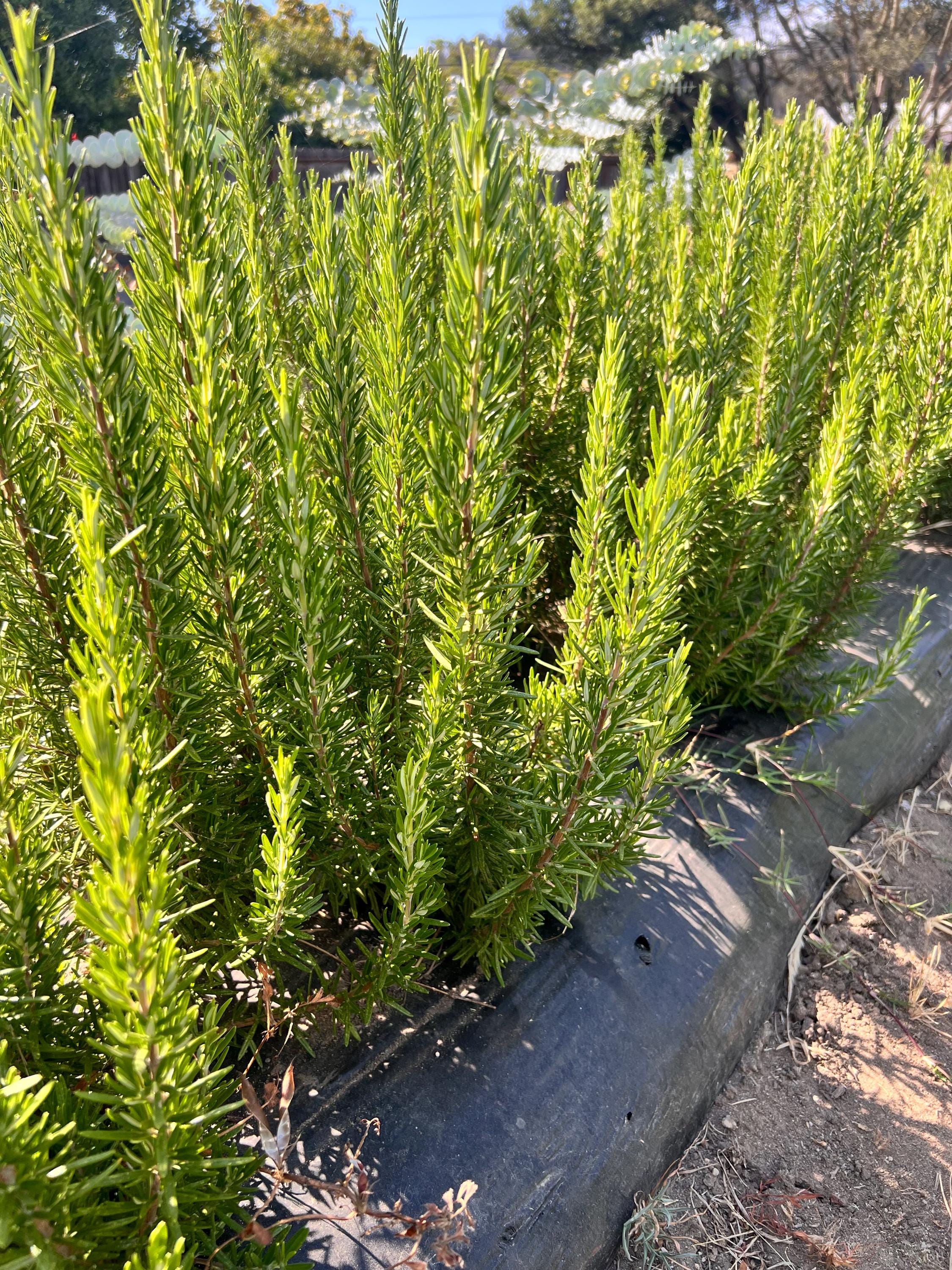 FRESH Rosemary — Greenery Bunch | Home Bundle Decor | DIY Wedding ...