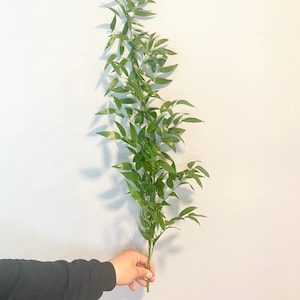 FRESH Large Cut Italian Ruscus Bundle — Wedding Centerpiece| Long ...