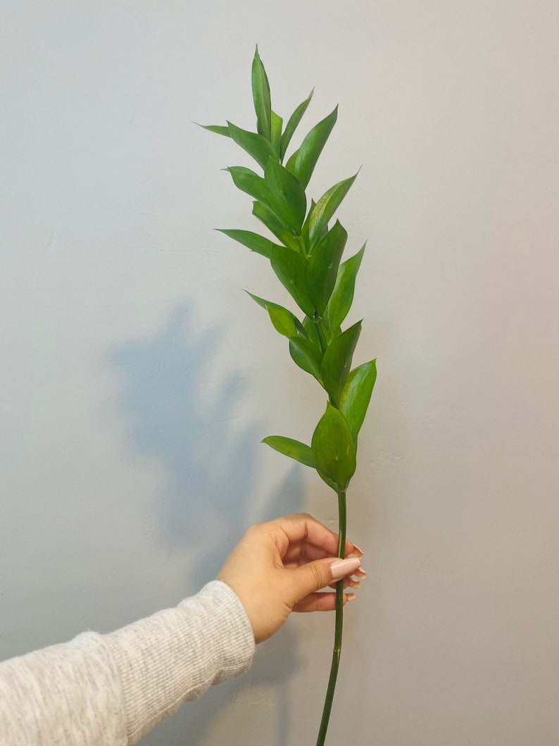 Freshly Cut Israeli Ruscus Bundle (10-12 Stems- Event | Wedding | Boho ...