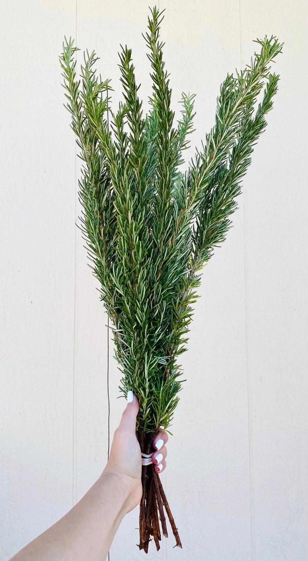 Fresh Rosemary Greenery Bunch for Home Bundle Decor and DIY Wedding ...