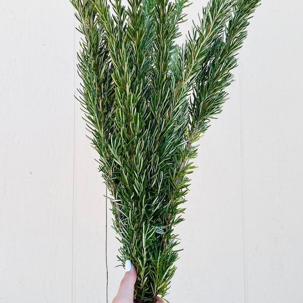 Rosemary - Etsy