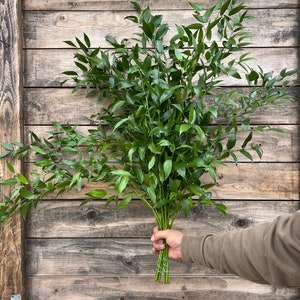 FRESH Large Cut Italian Ruscus Bundle — Wedding Centerpiece| Long ...