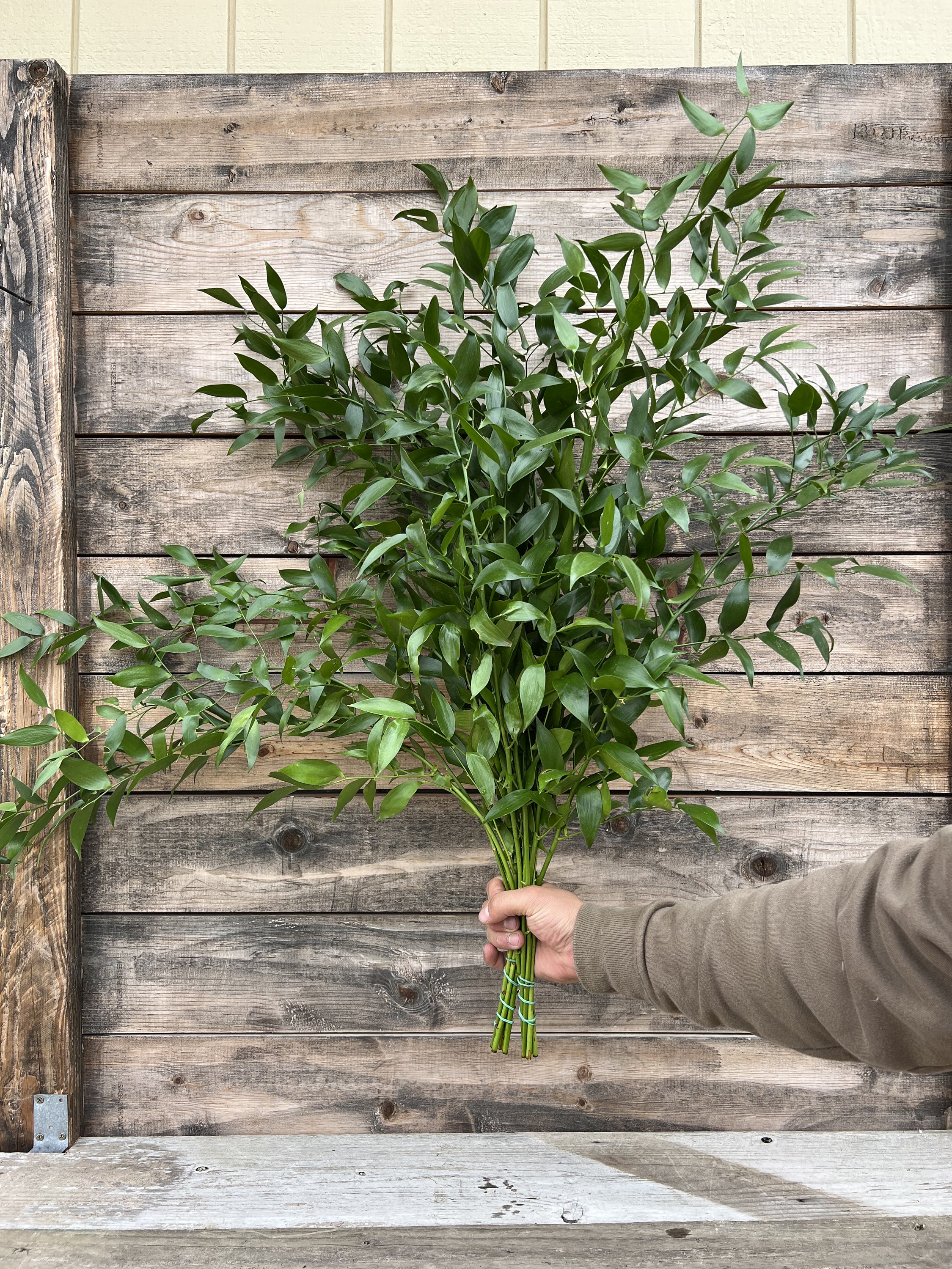 FRESH Large Cut Italian Ruscus Bundle — Wedding Centerpiece| Long ...