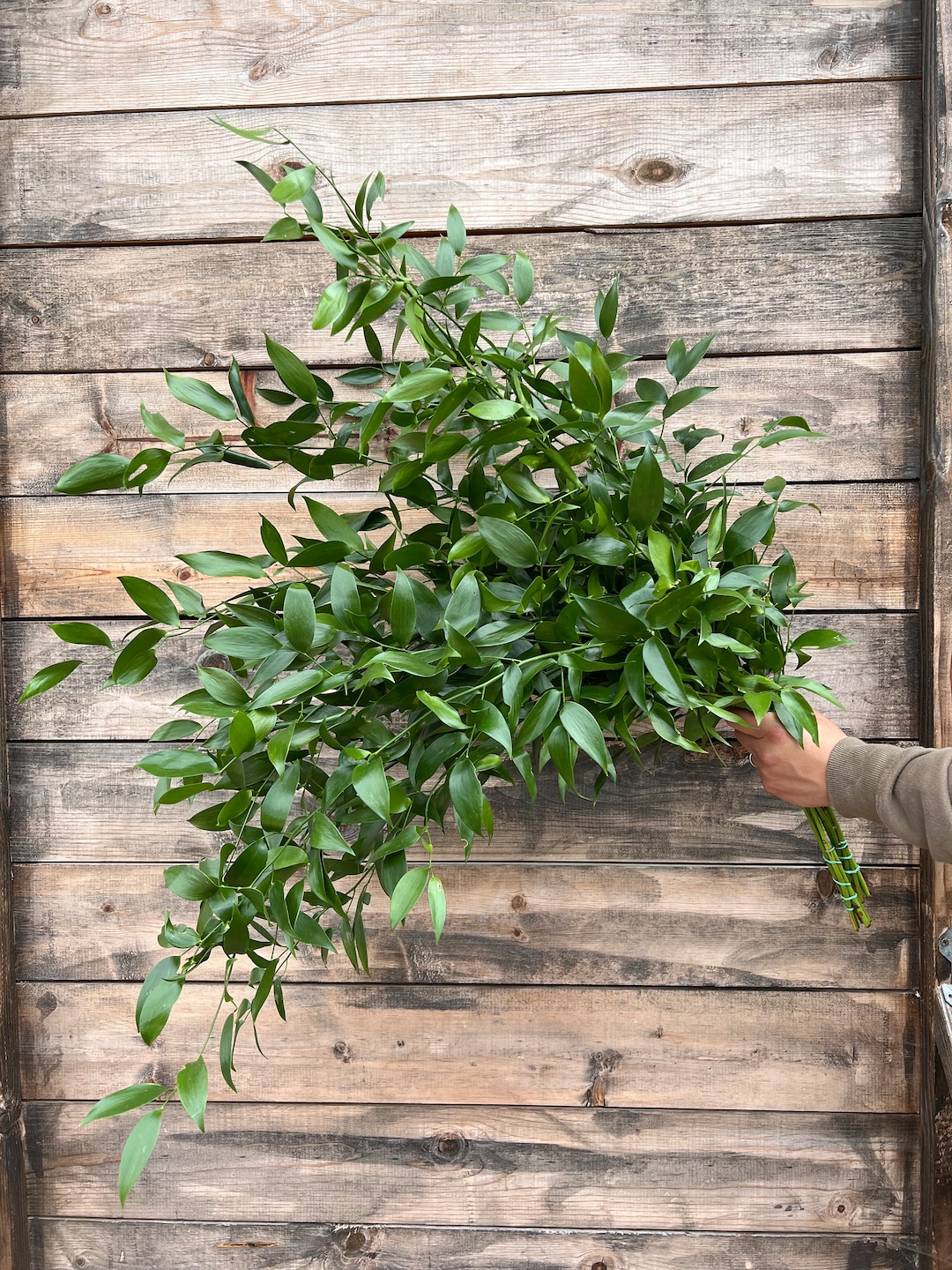 Freshly Cut Italian Ruscus Large Bundle Greenery for Event, Wedding ...