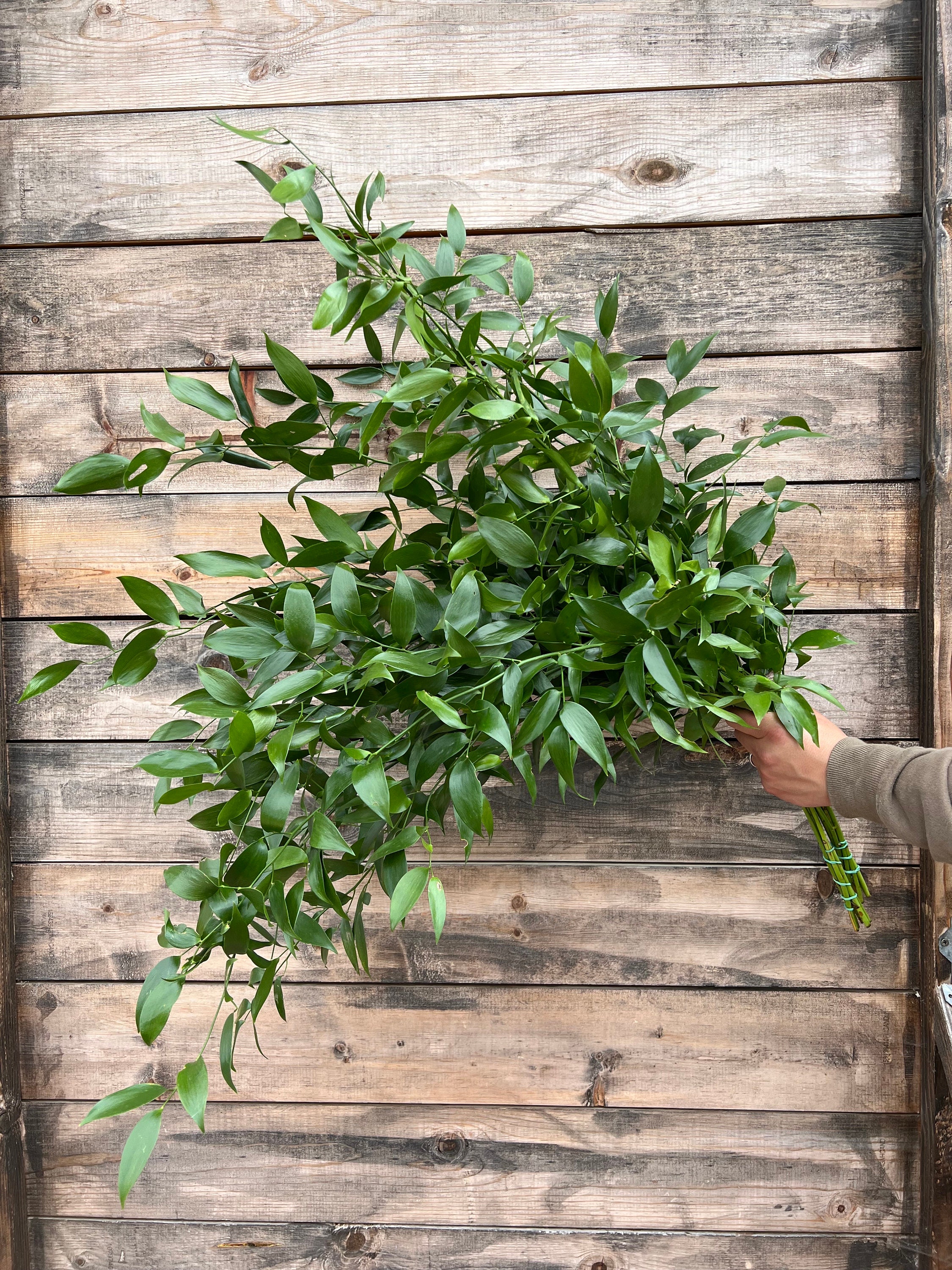 FRESH Large Cut Italian Ruscus Bundle — Wedding Centerpiece| Long ...