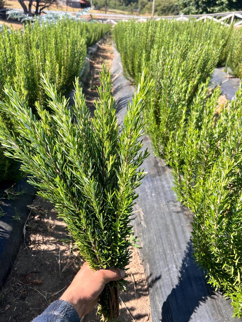 FRESH Rosemary — Greenery Bunch | Home Bundle Decor | DIY Wedding ...