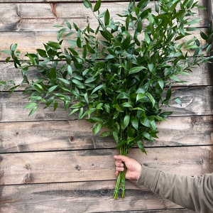 Freshly Cut Italian Ruscus Large Bundle Greenery for Event, Wedding ...