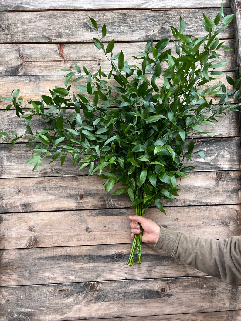 FRESH Large Cut Italian Ruscus Bundle — Wedding Centerpiece| Long ...