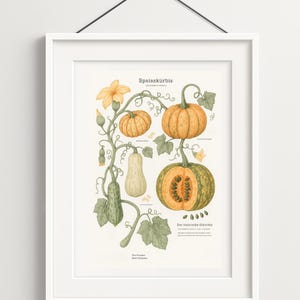 Botanical Pumpkin Illustration | Cucurbita Pepo Poster | Downloadable ...