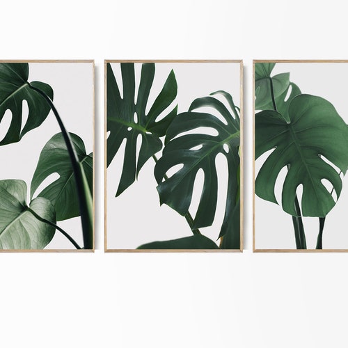 Monstera Leaves Set 3 Print Tropical Leaf Poster Triptych - Etsy