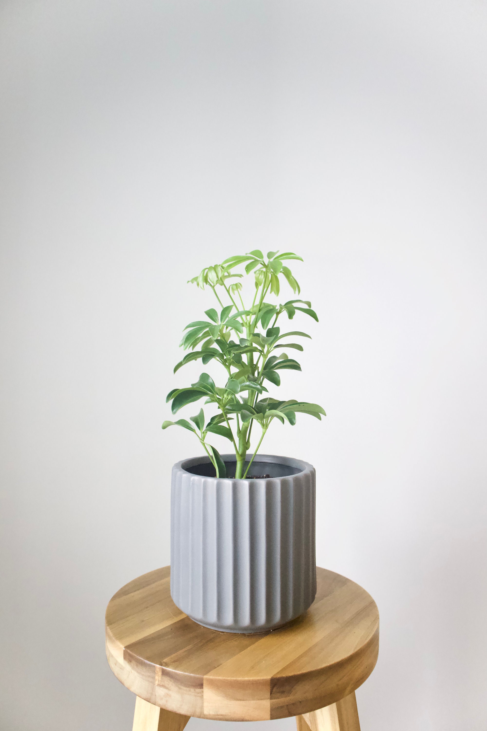 6 Geometric Planter Pot Nordic Style Planter Modern | Etsy
