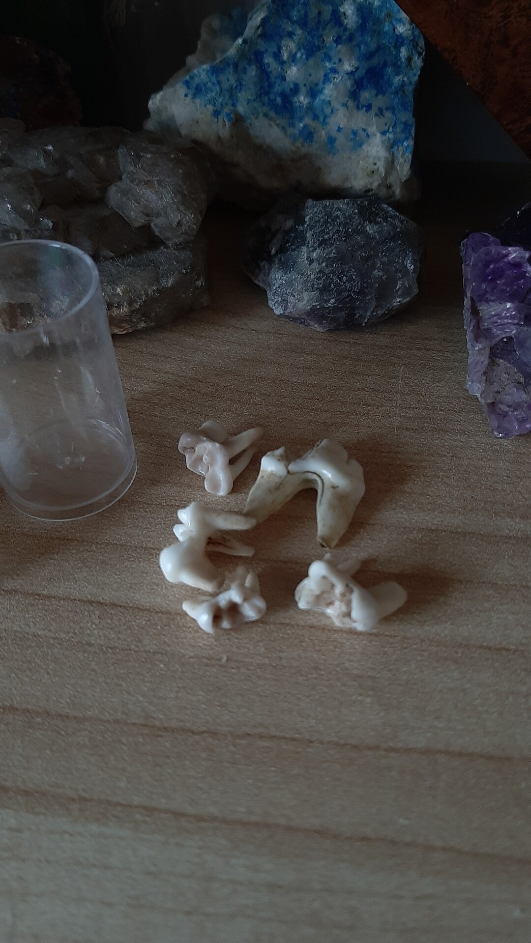 Lot of Fox Teeth roadkill - Etsy