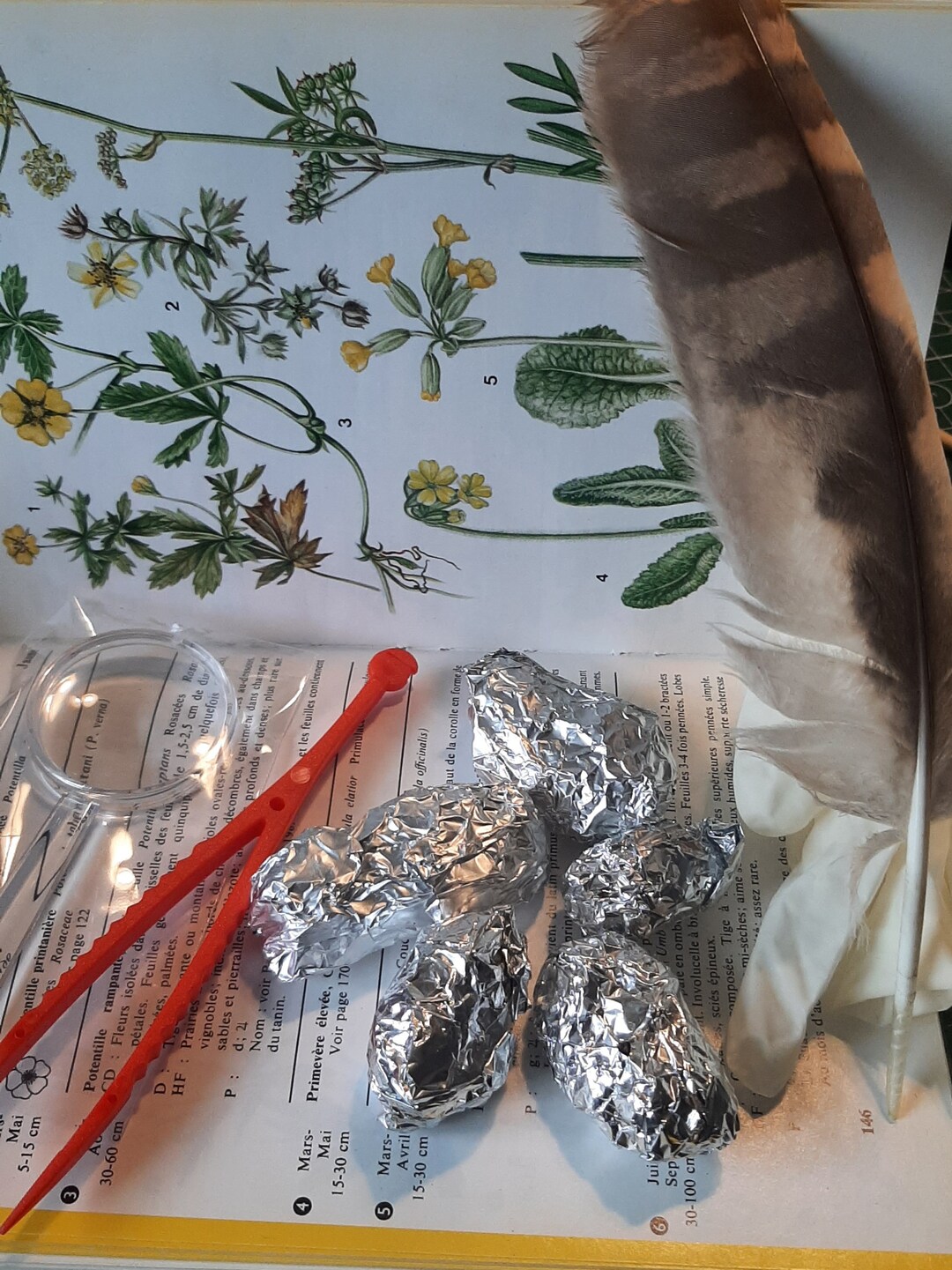 Owl Pellets Dissection Kit - Etsy