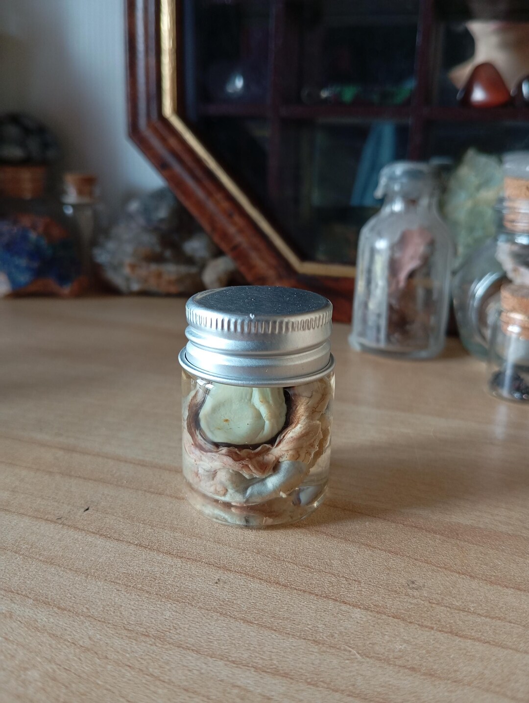 Preserved Roe Deer Eyes - Etsy