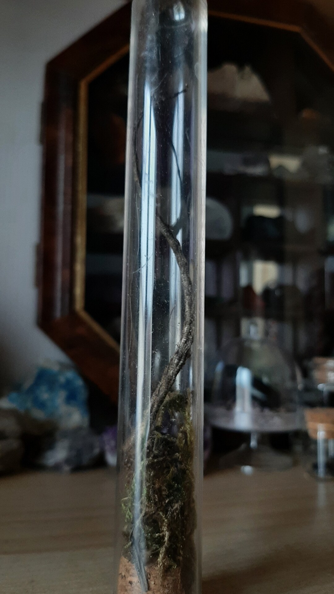 Mummified Mouse Tail Vial - Etsy