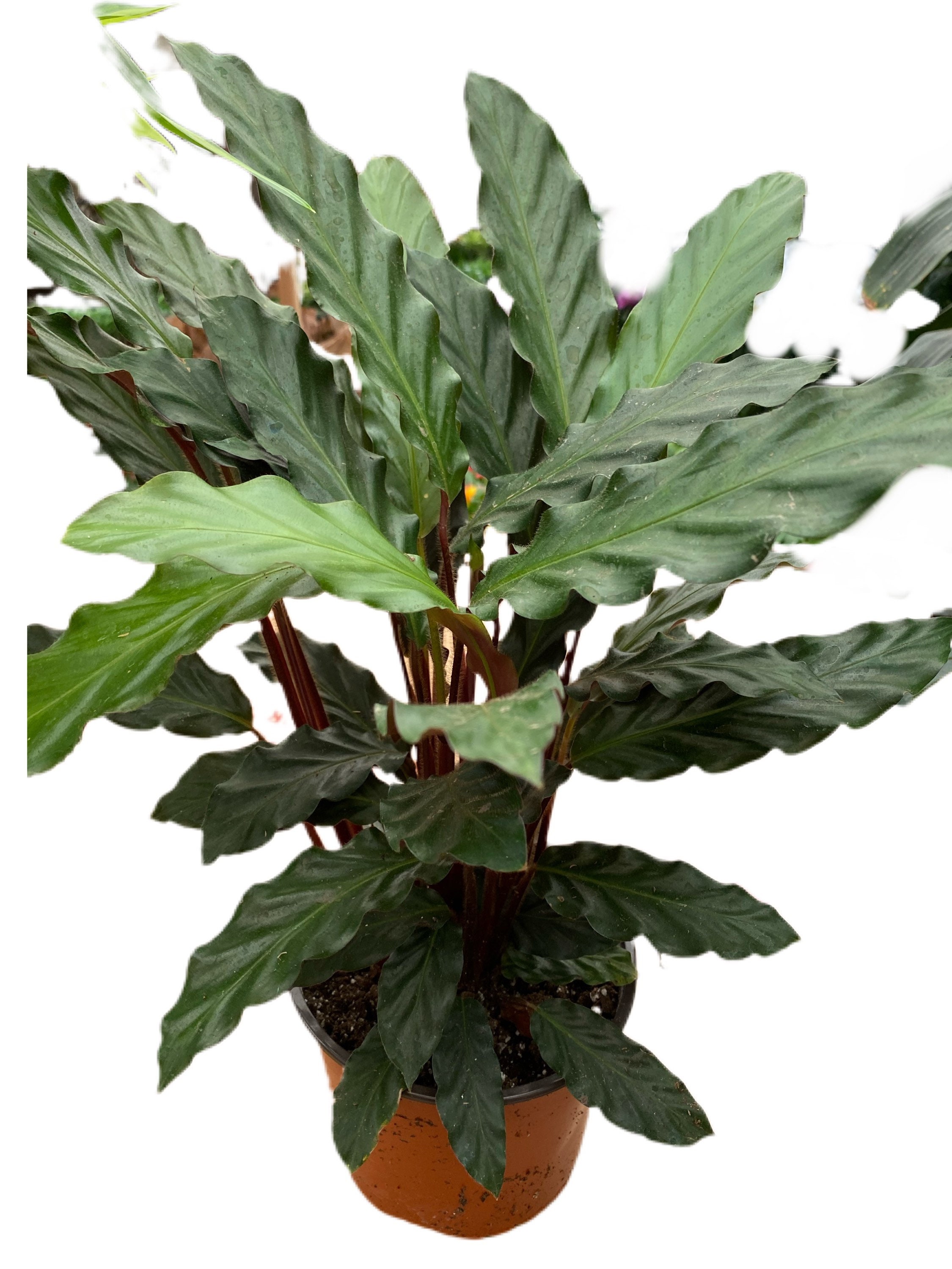 Rare Calathea Rufibarba Plant 'CALATHEA' Live | Etsy