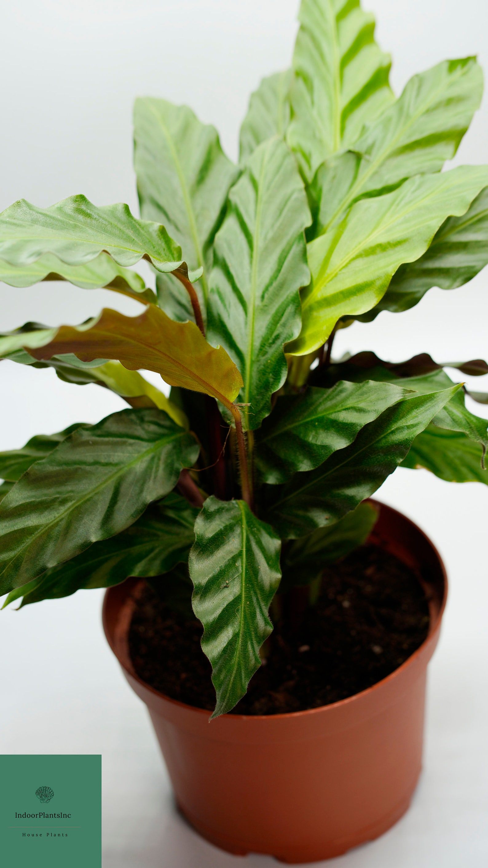 Live Rare Calathea Rufibarba Plant 'CALATHEA' Live | Etsy