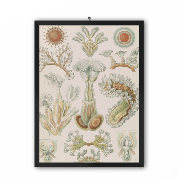 Haeckel Print Etsy