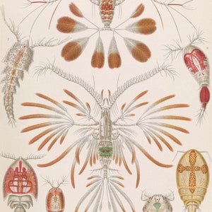 Vintage Ernst Haeckel Copepods Print, Ernst Haeckel Print, Sea Life ...