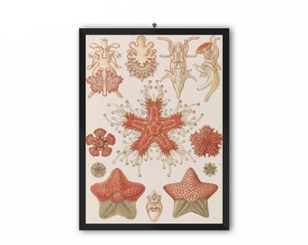 Art Forms in Nature by Ernst Haeckel. Marine Sea Life Prints - Etsy Ireland