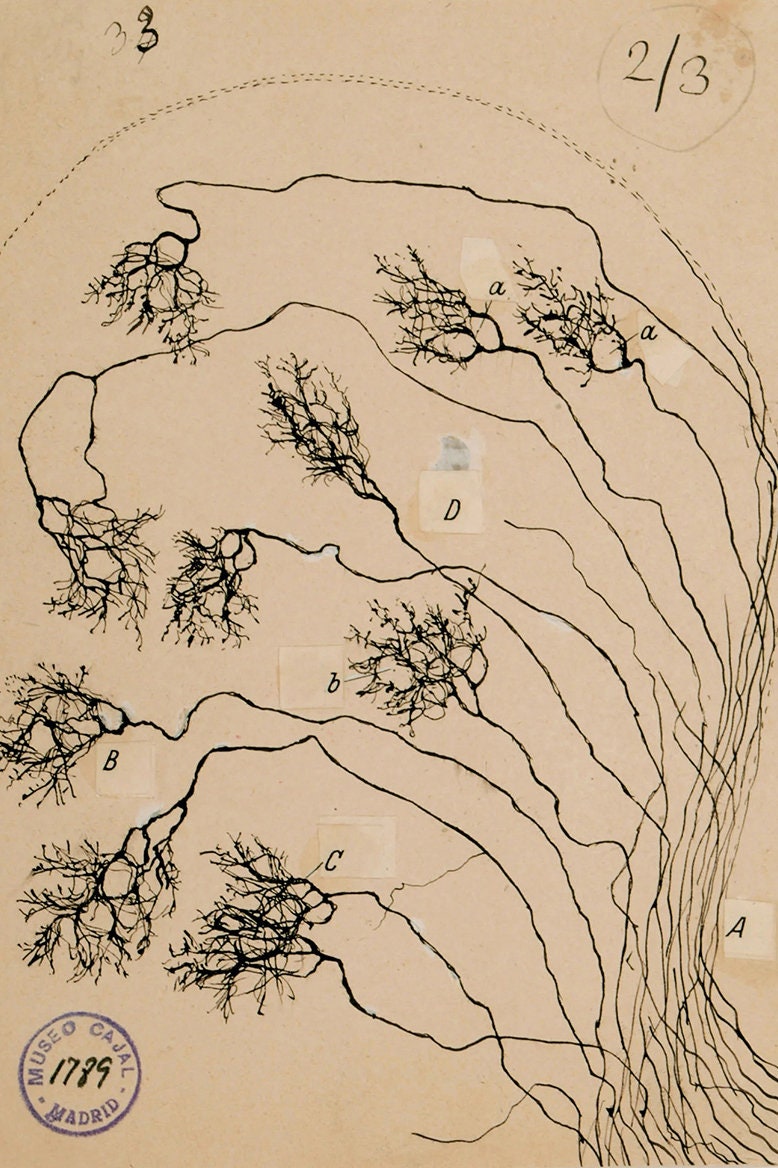 Antique Anatomical Illustration, Neuron Drawing by Santiago Ramón Y ...