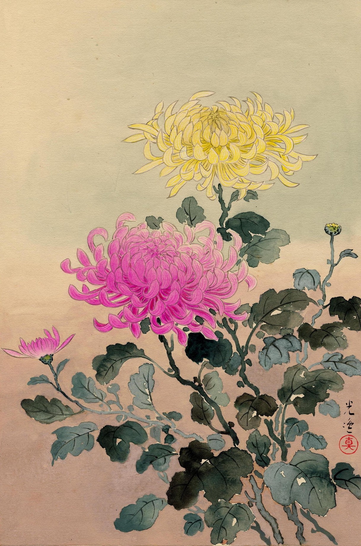 Tsuchiya Koitsu Ukiyo E Prints Chrysanthemum 1930 by Tsuchiya Koitsu ...