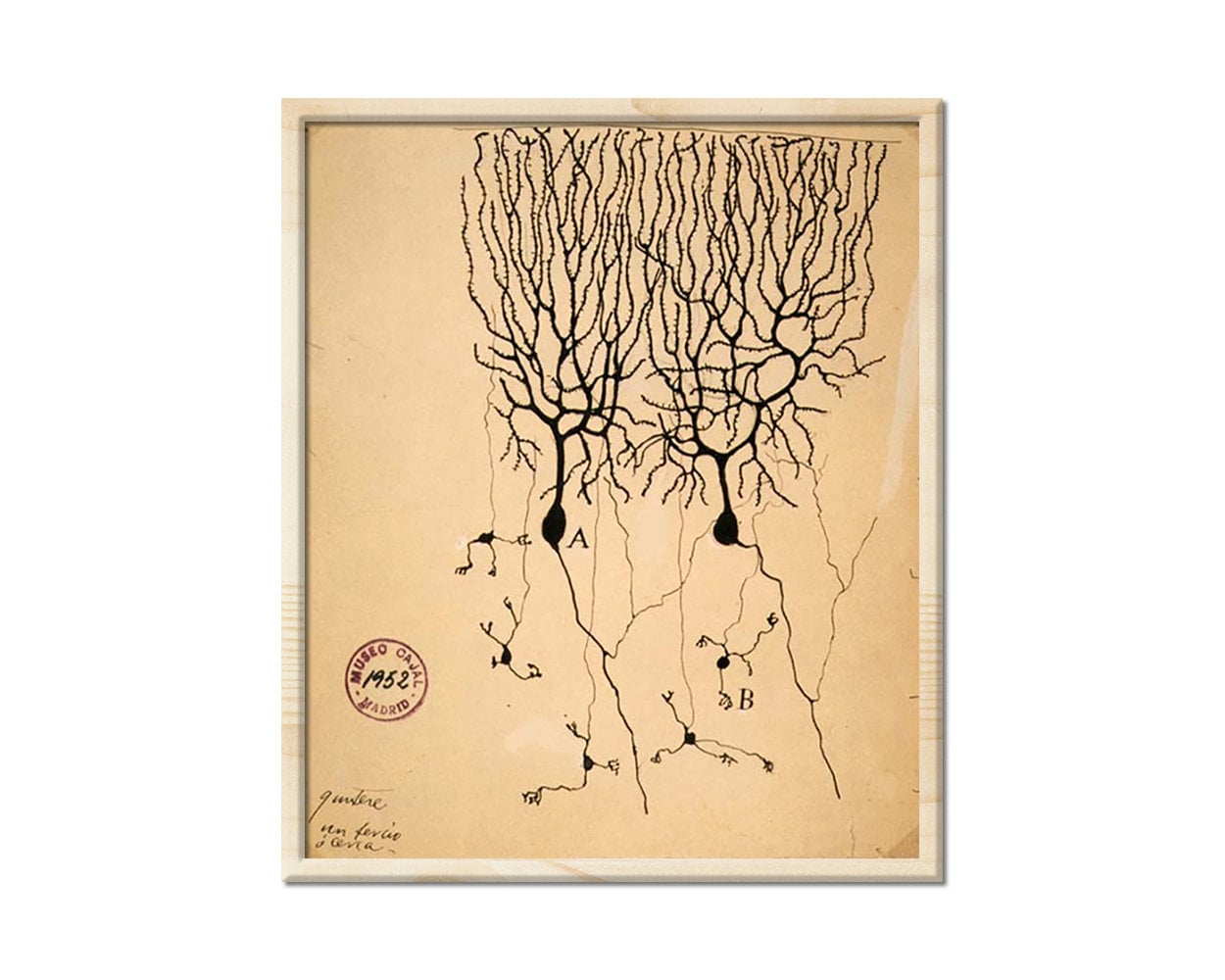 Antique Anatomical Illustration, Neuron Drawing by Santiago Ramón Y ...