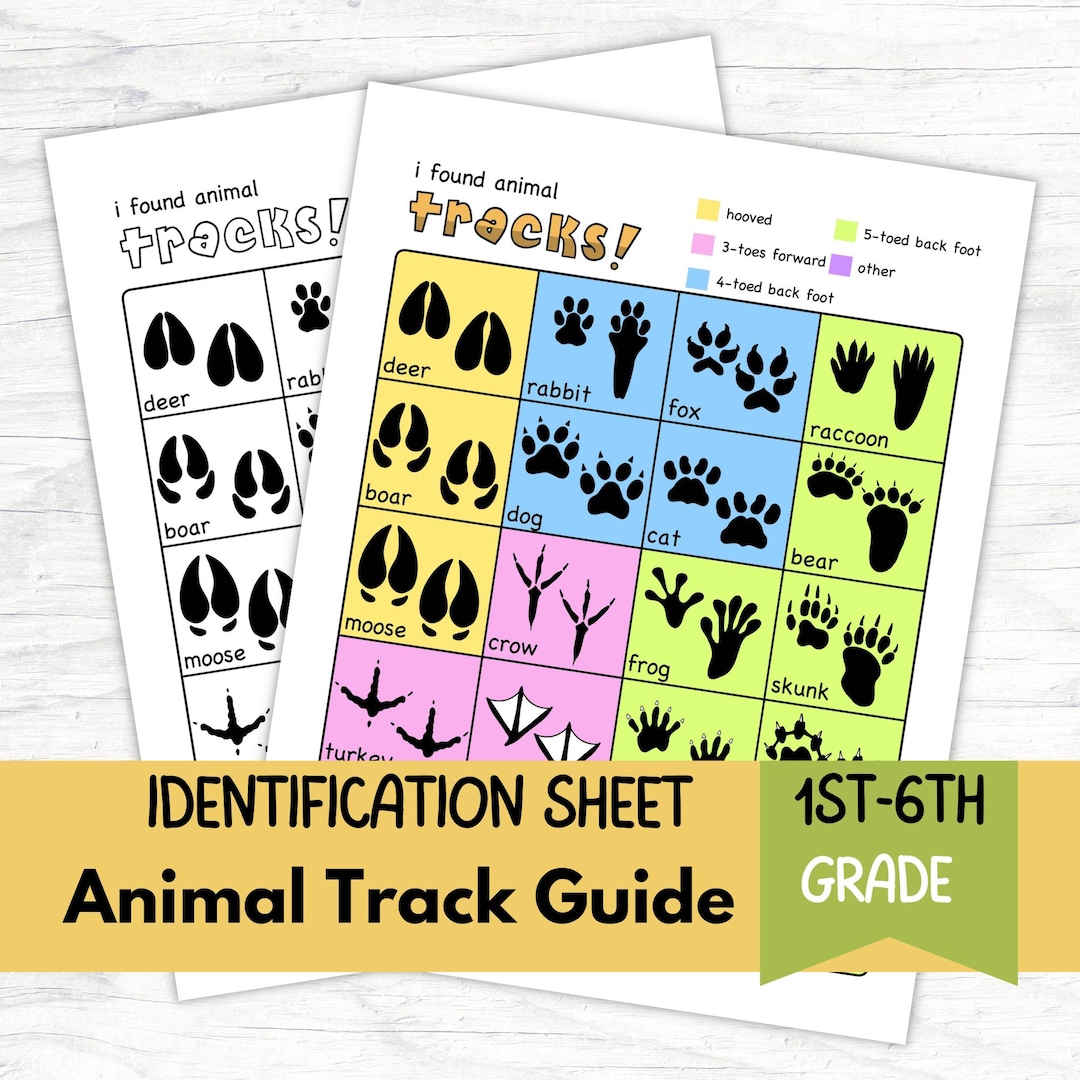 Animal Track Sheet: Nature Guide for Kids, Montessori Homeschool ...