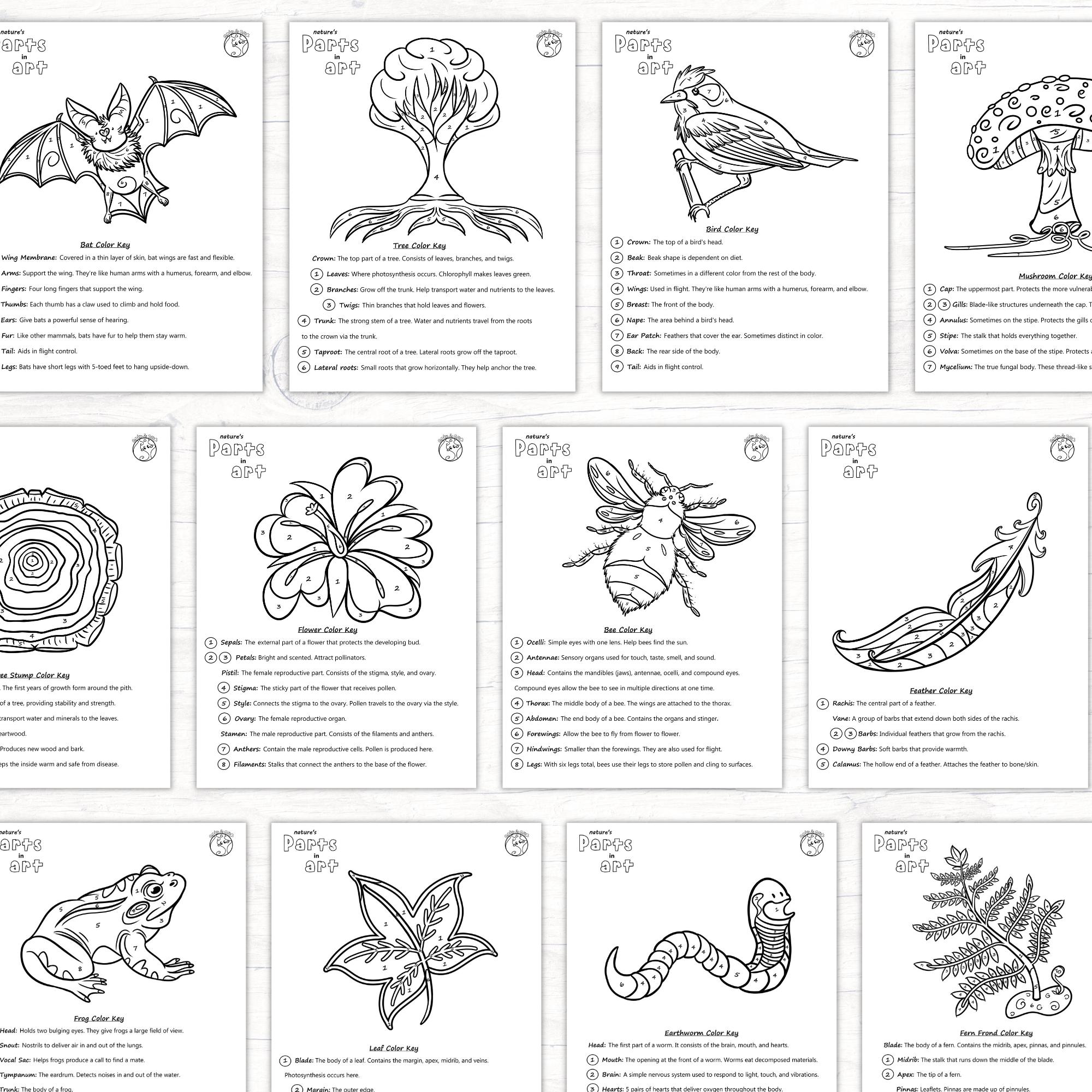 Nature Color by Number: Kids Learning Activity, Montessori Homeschool ...