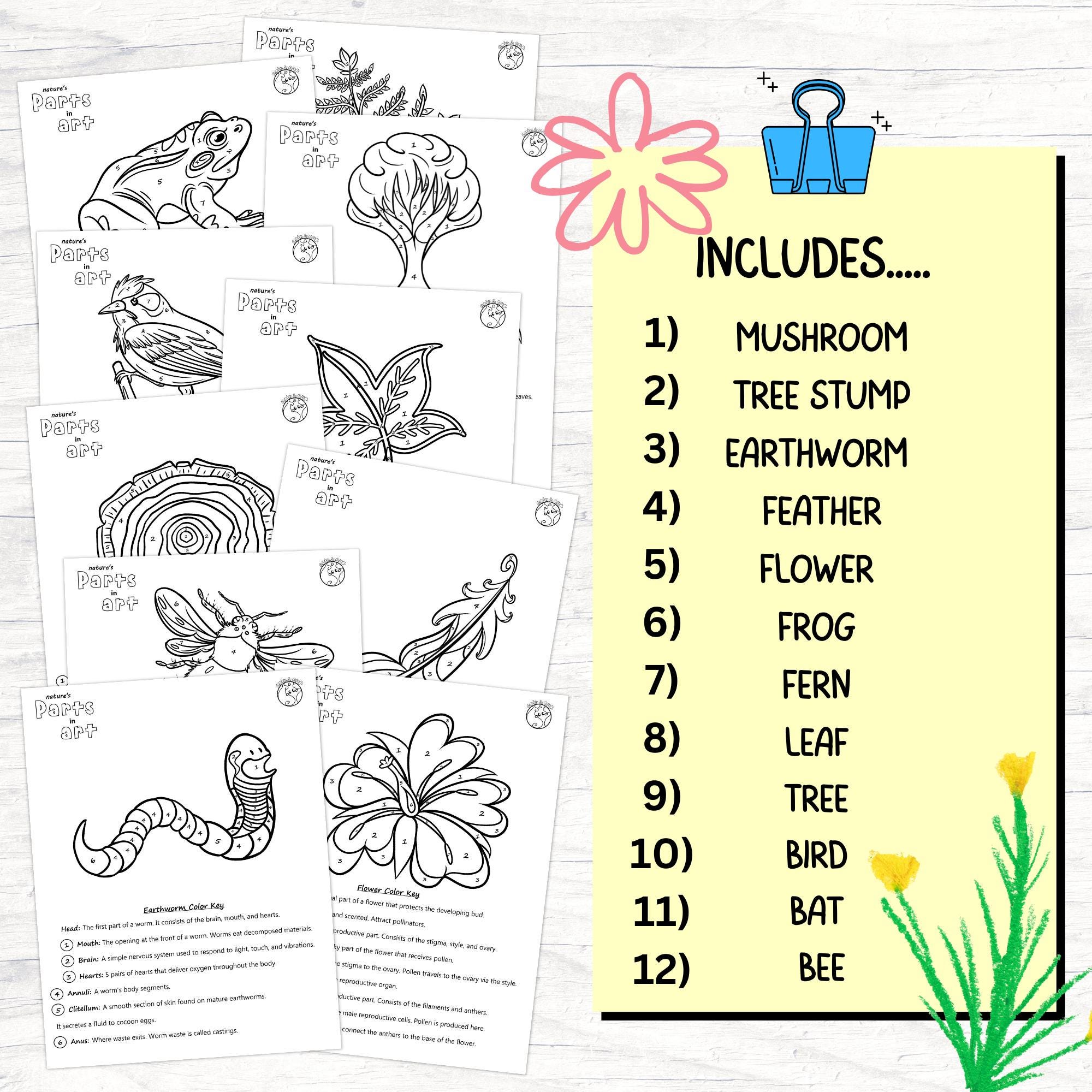 Nature Color by Number: Kids Learning Activity, Montessori Homeschool ...