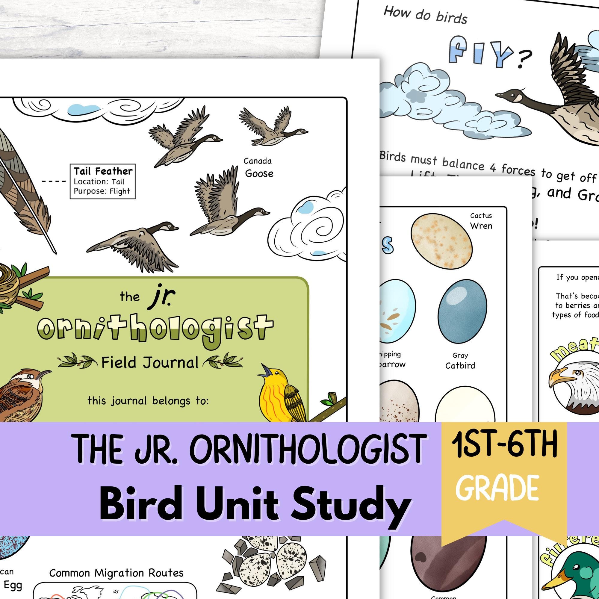Bird Unit Study: Printable Nature Journal for Kids, Homeschool ...