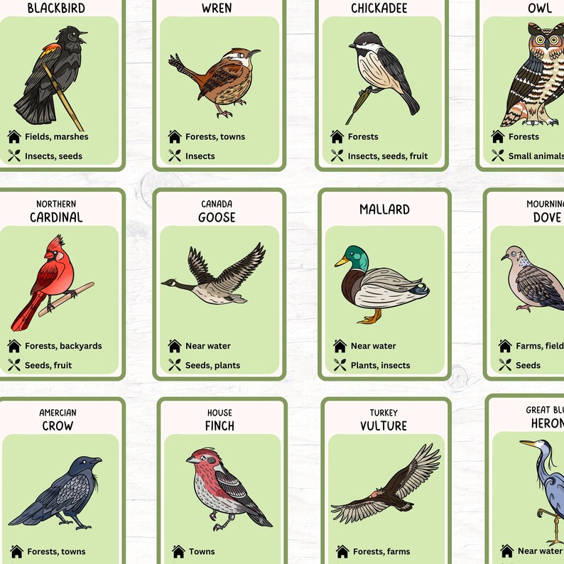 Backyard Bird Flashcards Animal ID Cards Printable Nature Learning ...