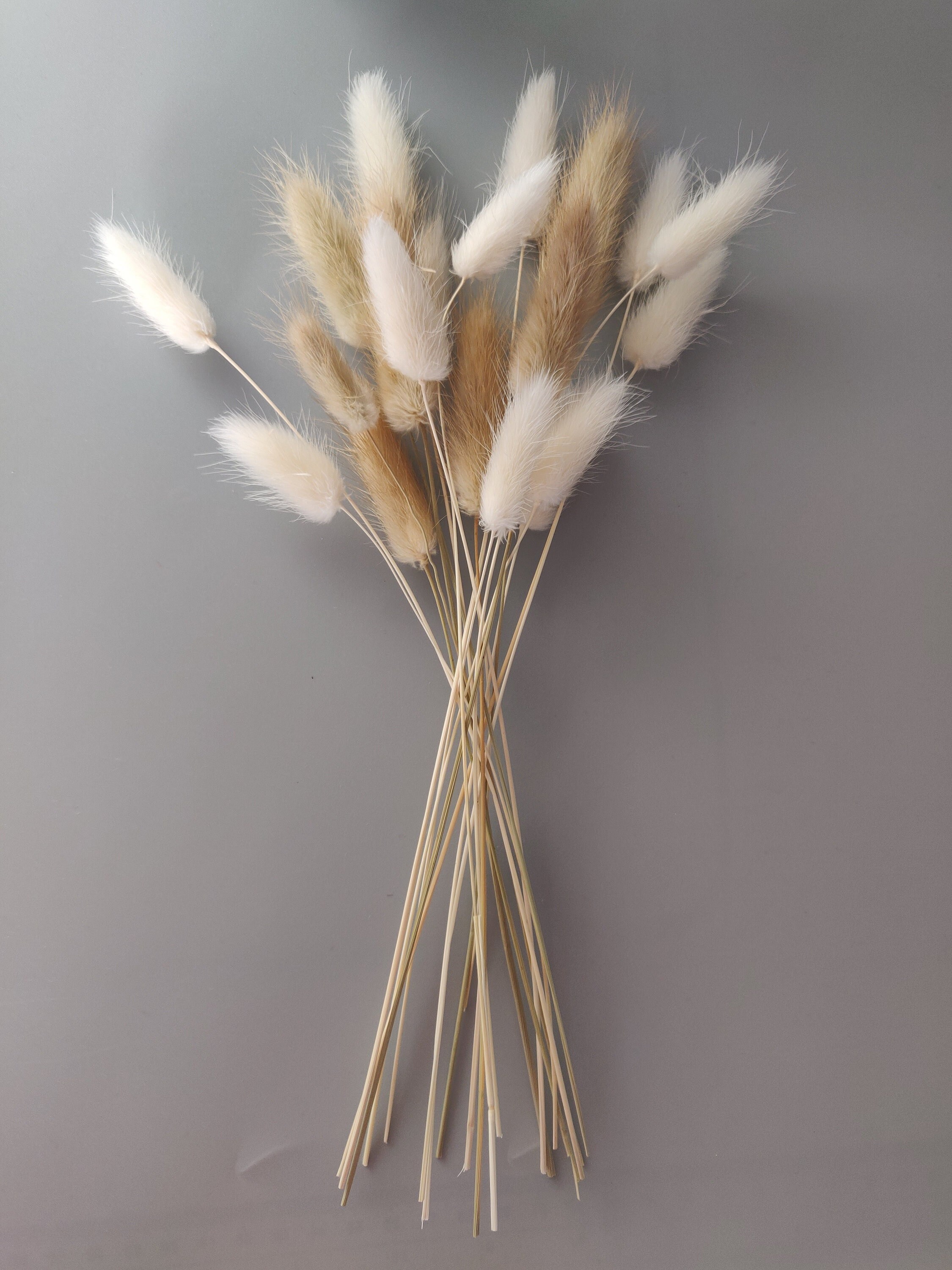 Dried Mixed Natural and White Bunny Tails. 25cm 30cm. Perfect for a ...