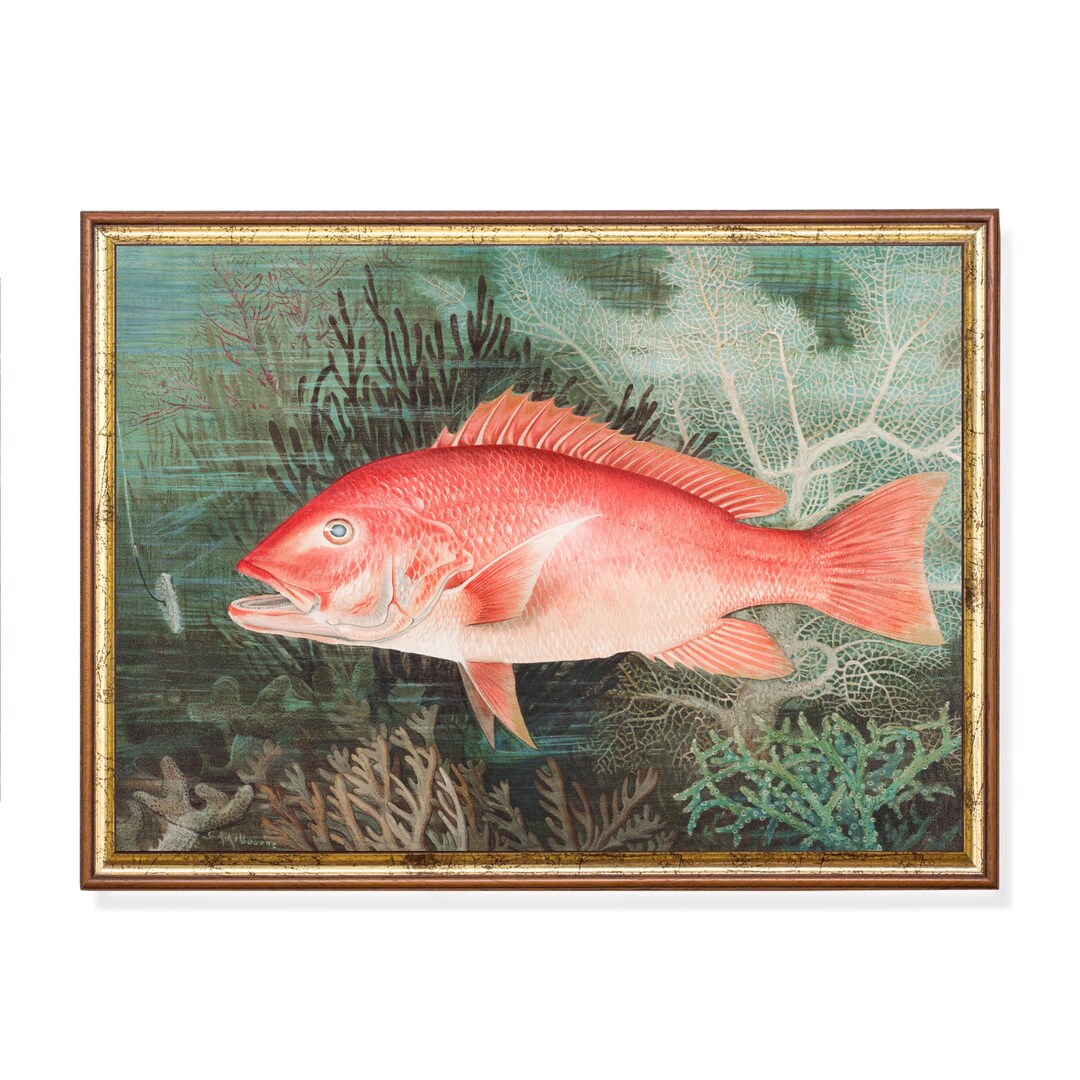Vintage Red Snapper Fish Artwork – Antique Marine Life Print, Ocean ...