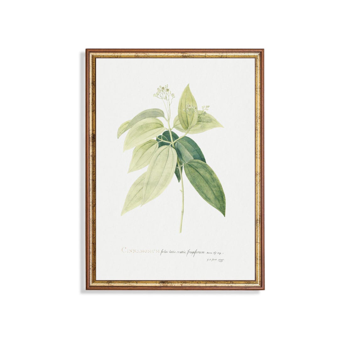 Vintage Cinnamon Botanical Art Print Digital Download – Antique Green ...