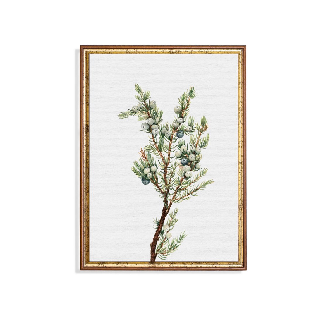 Vintage Juniper Botanical Print – Antique Winter Berry Art (digital ...