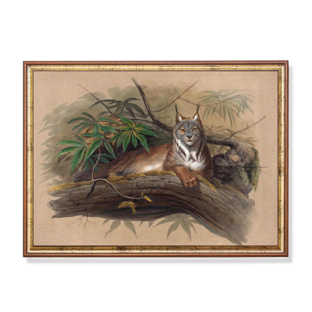 Printed and Shipped | Vintage Wild Cat Painting | Antique Animal Print ...