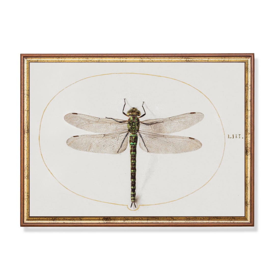 Vintage Dragonfly Art Print: Antique Insect Illustration, Farmhouse ...