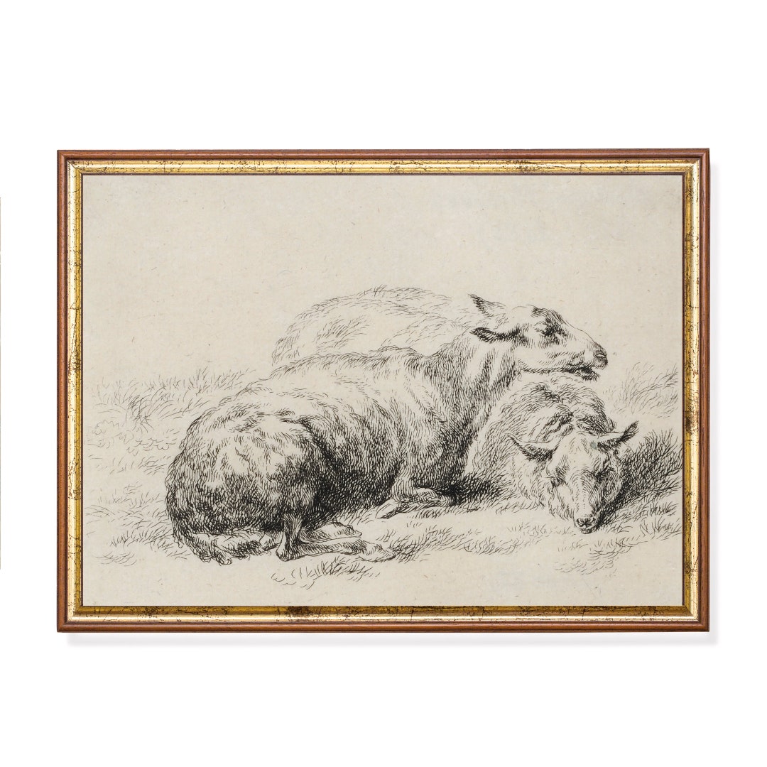 Vintage Sheep Drawing | Antique Sketch Print | Digital Download ...